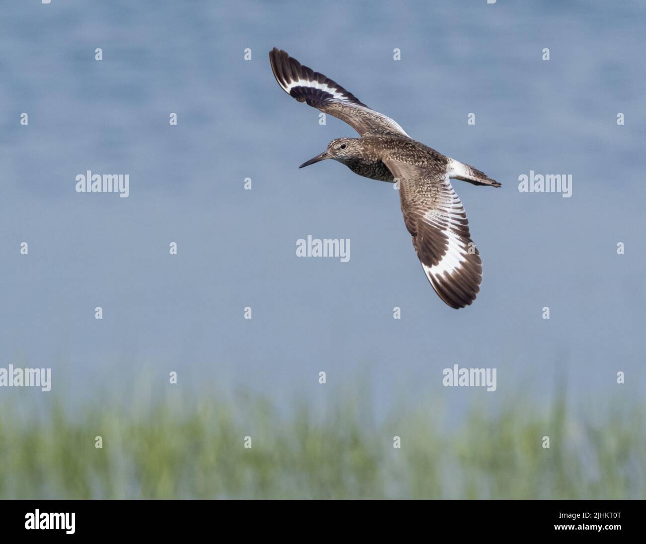 Eastern willet hi-res stock photography and images - Alamy