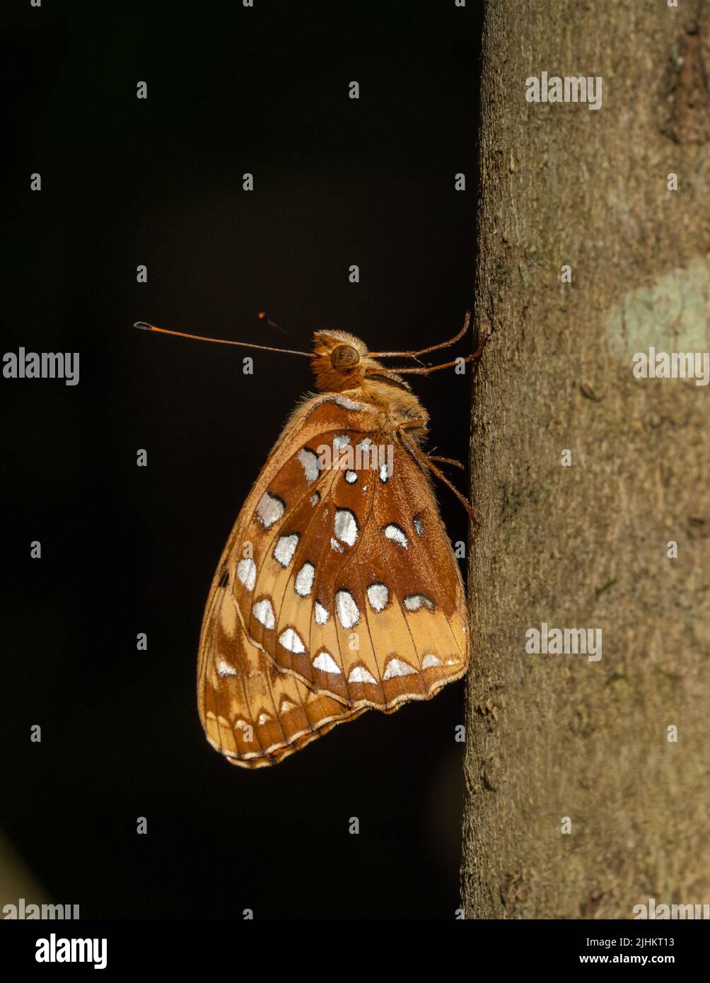 Great spangled fritillary hi-res stock photography and images - Alamy
