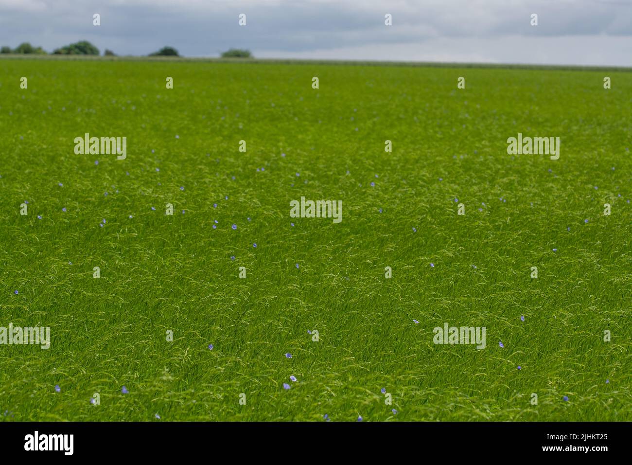 Green fields of flax linen plants in agricultural Pays de Caux region ...