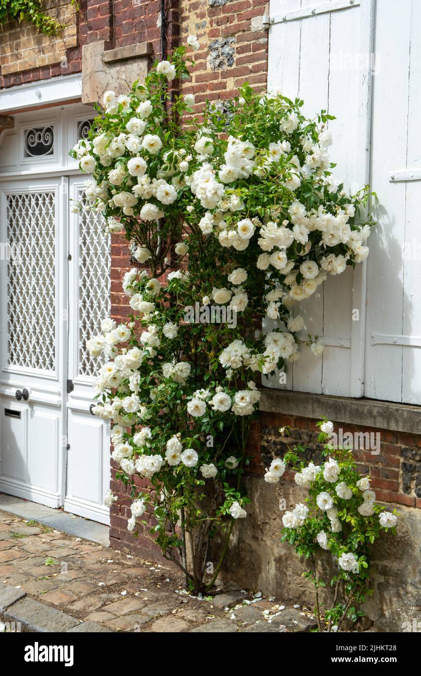 Summer blossom of fragrant colorful roses flowers on narrow streets of ...