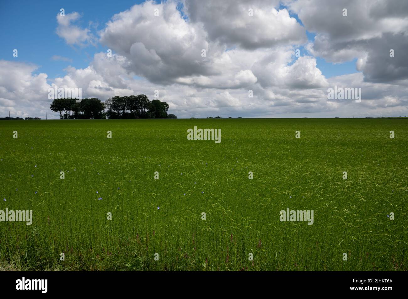Green fields of flax linen plants in agricultural Pays de Caux region ...