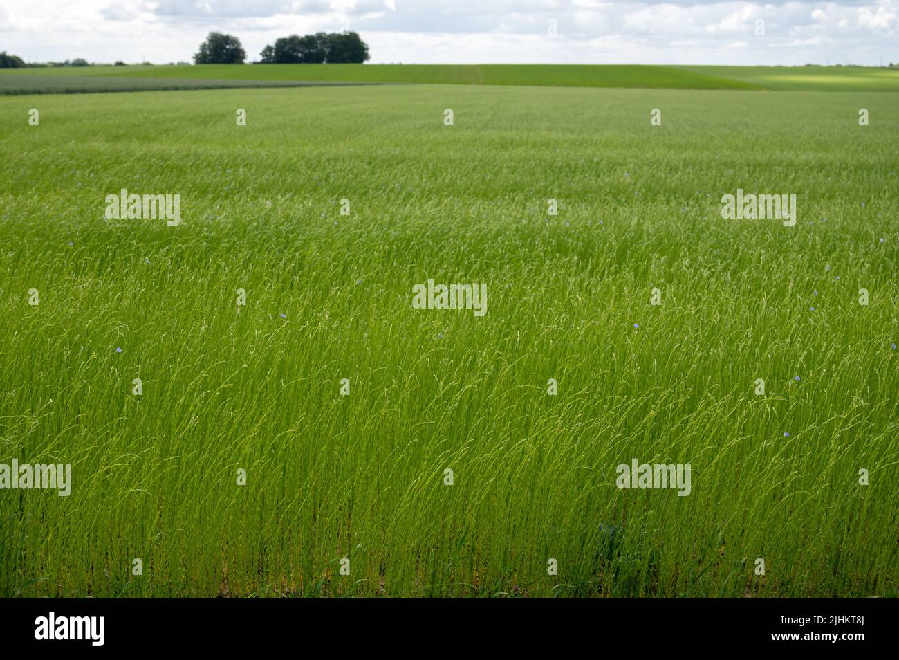 Green fields of flax linen plants in agricultural Pays de Caux region ...