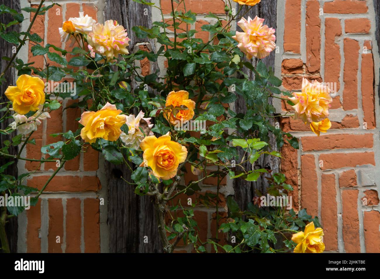 Summer blossom of fragrant colorful roses flowers on narrow streets of ...
