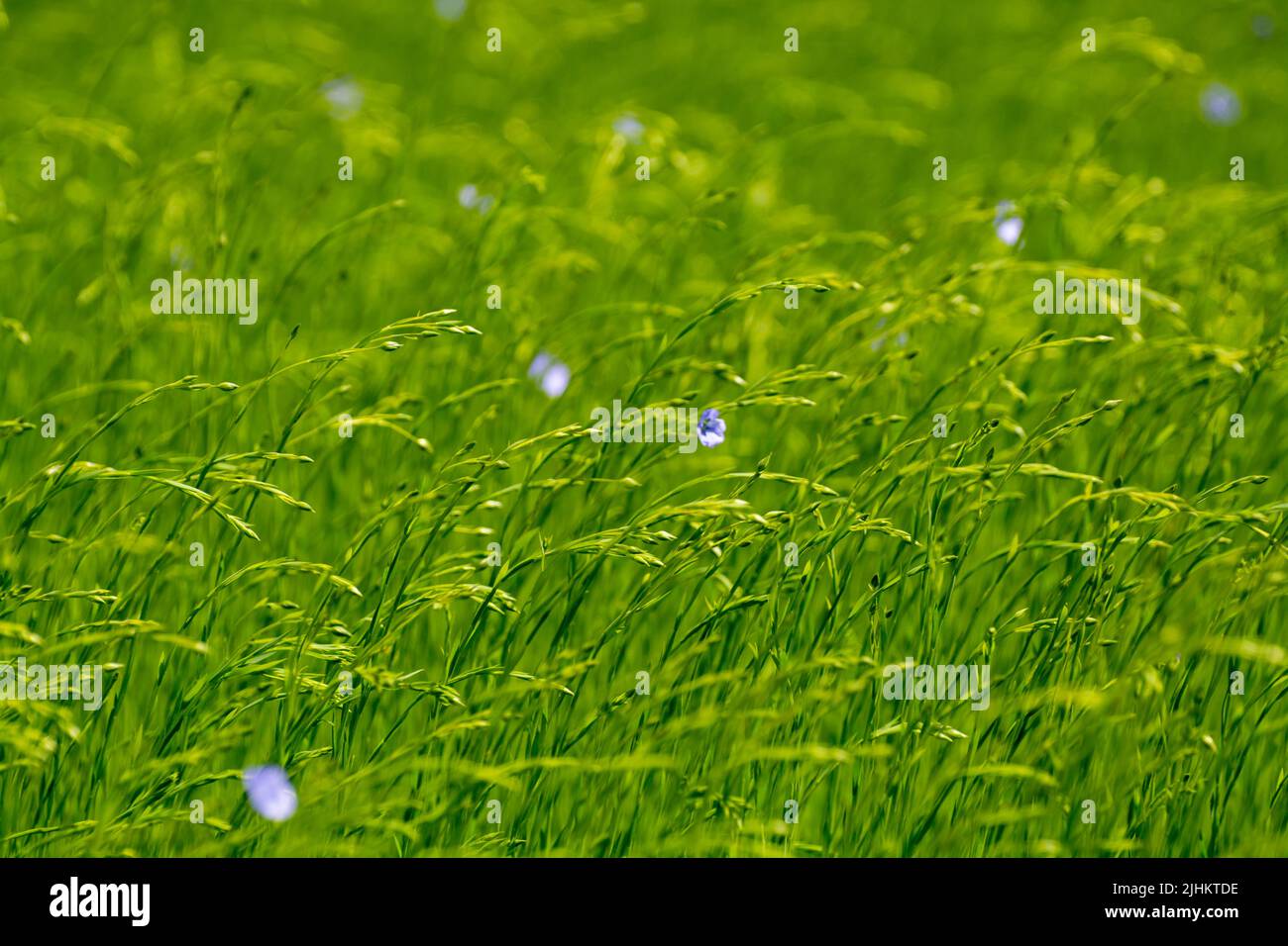 Green fields of flax linen plants in agricultural Pays de Caux region ...
