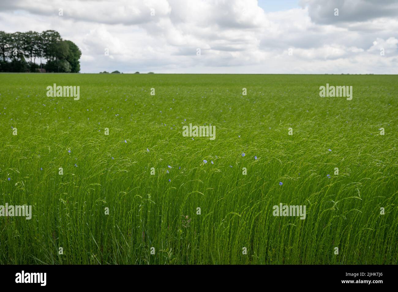Green fields of flax linen plants in agricultural Pays de Caux region ...