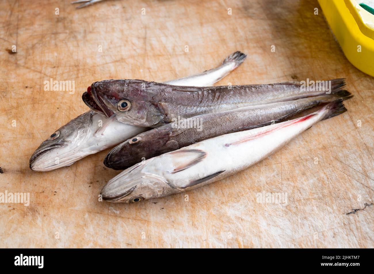 Catch of the day for sale on daily fish market in old port of Marseille ...