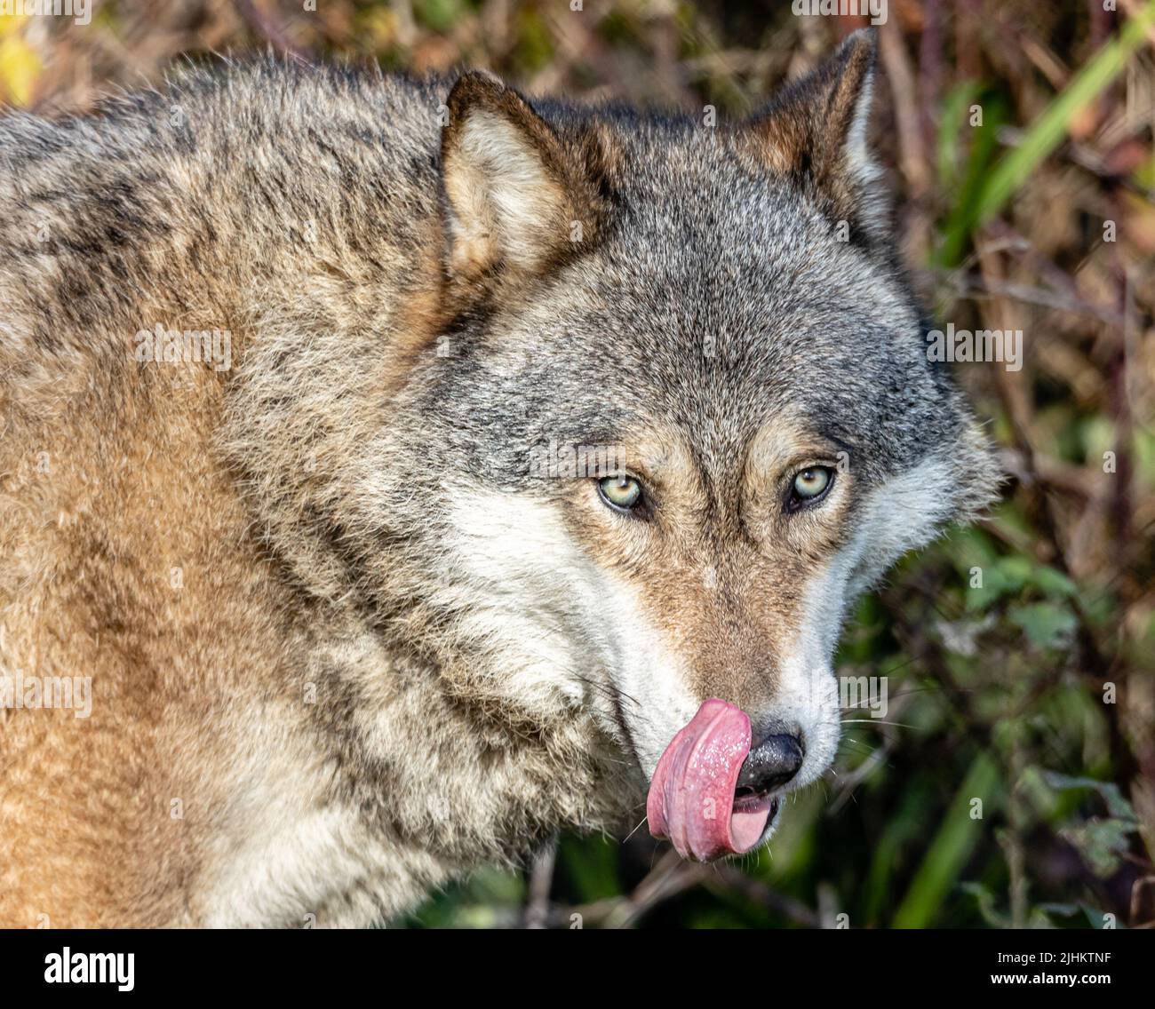 The Grey Wolf at Port Lympne lives with two others wolves and is always ...