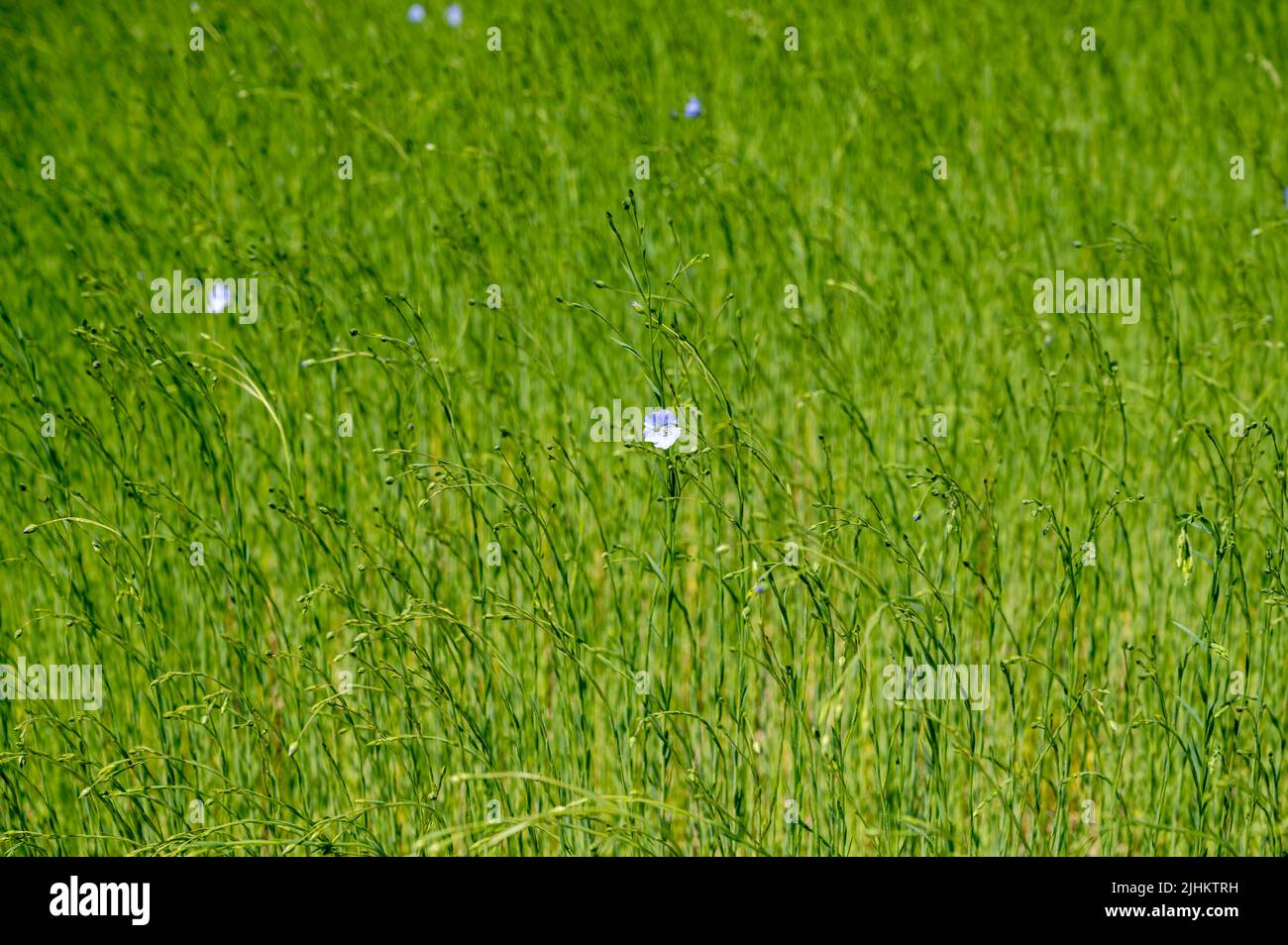 Green fields of flax linen plants in agricultural Pays de Caux region ...