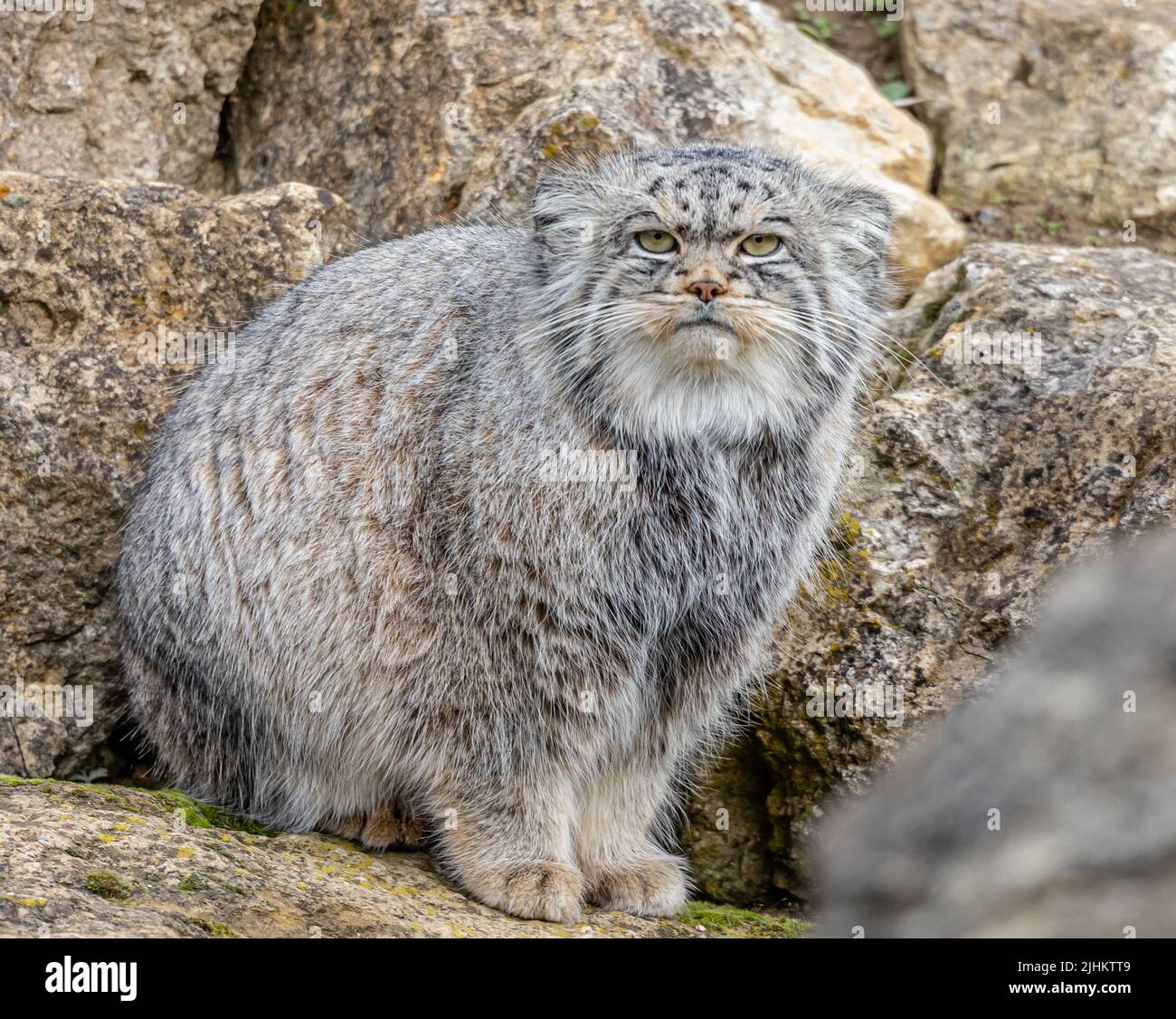 Pallas cat hi-res stock photography and images - Alamy