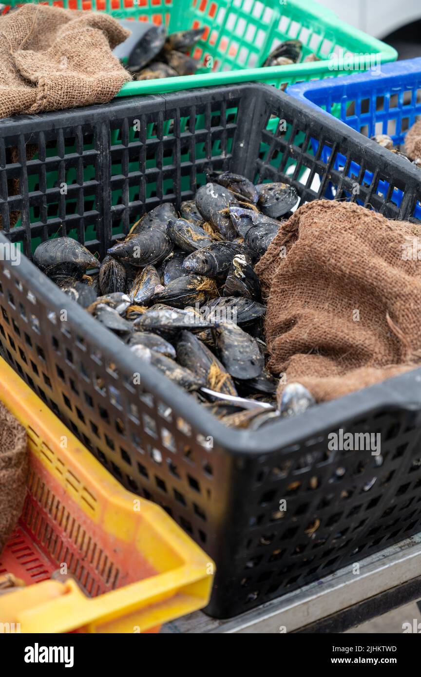 Catch of the day for sale on daily fish market in old port of Marseille ...