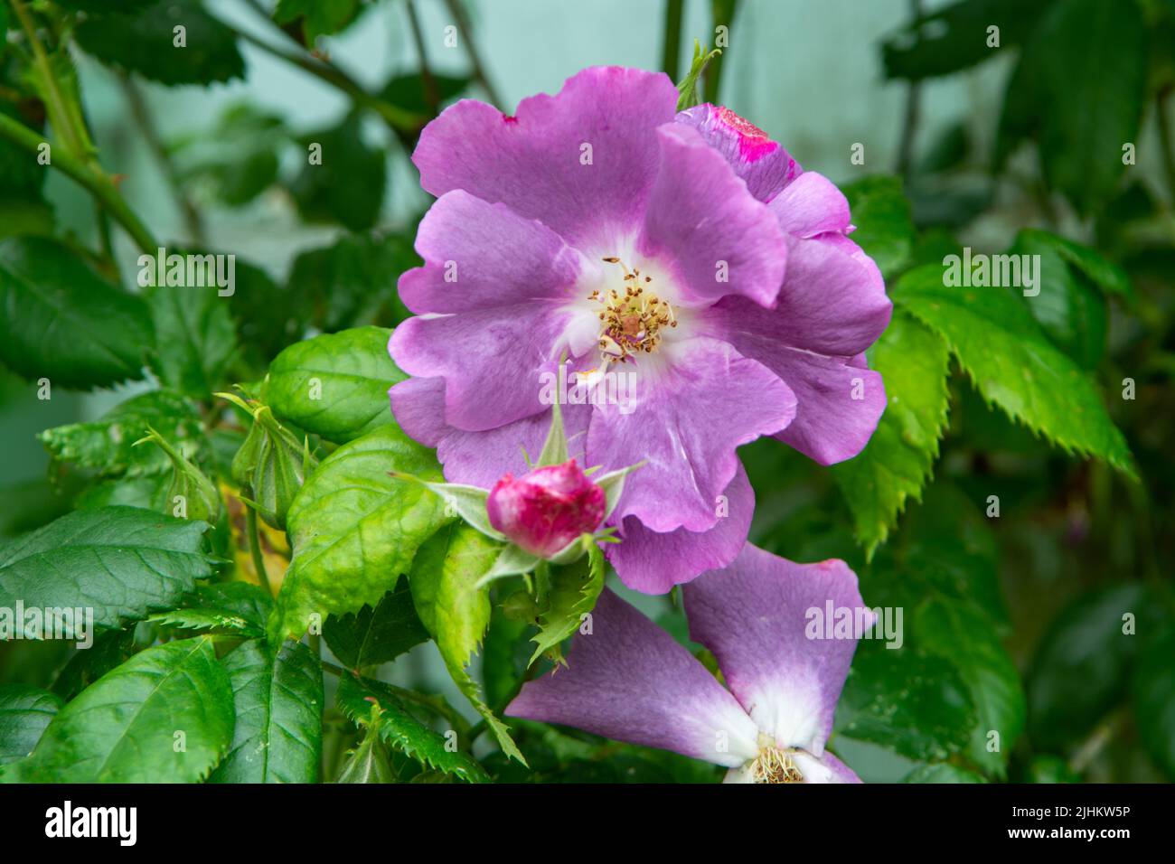 Summer blossom of fragrant colorful roses flowers on narrow streets of ...