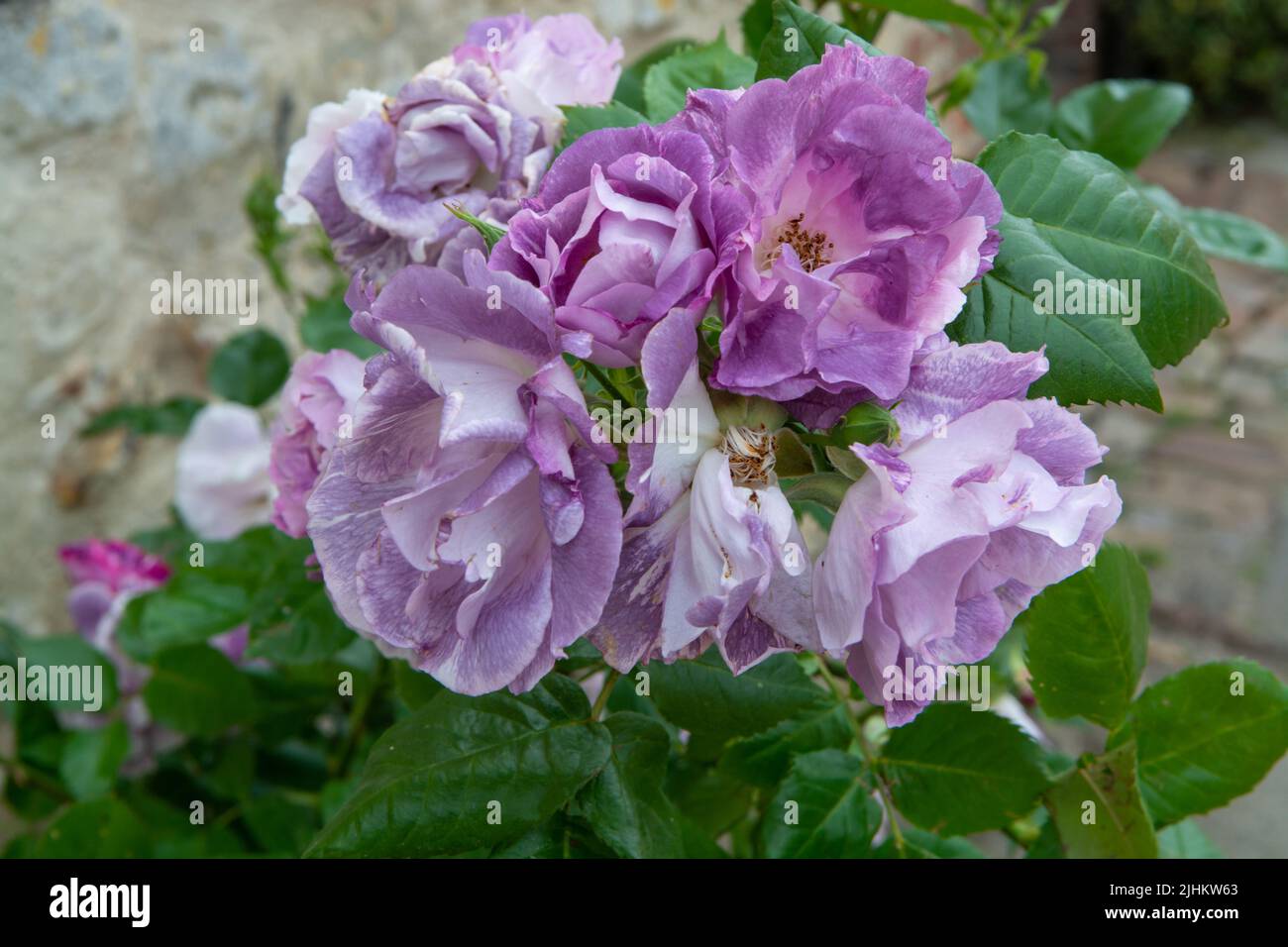 Summer blossom of fragrant colorful roses flowers on narrow streets of ...