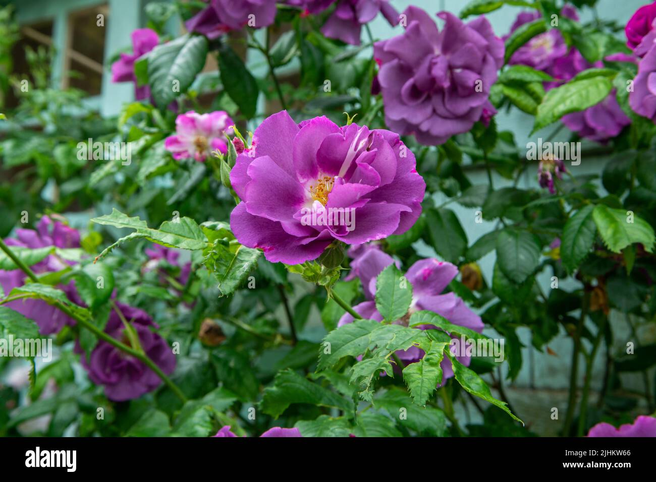 Summer blossom of fragrant colorful roses flowers on narrow streets of ...