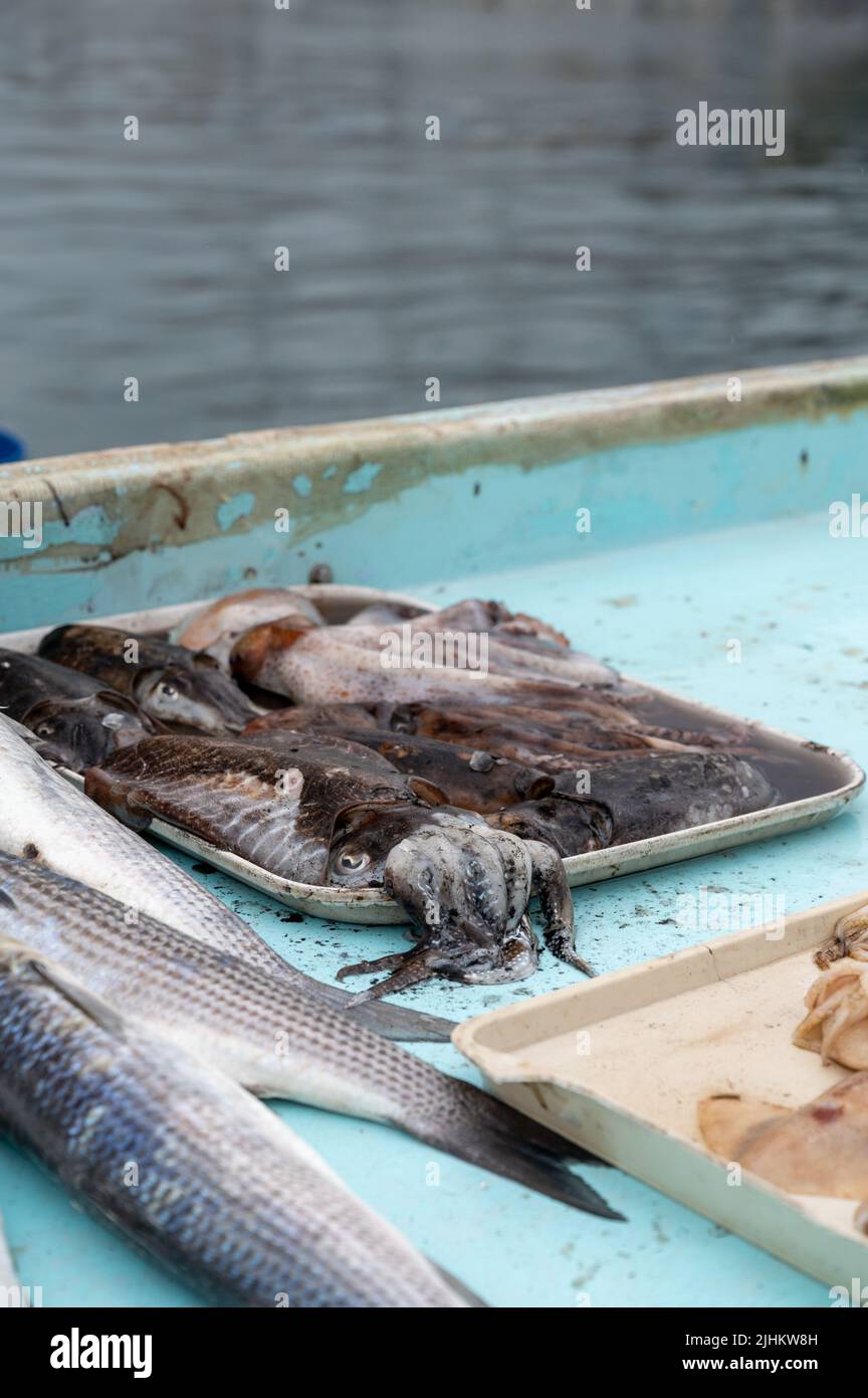 Catch of the day for sale on daily fish market in old port of Marseille ...