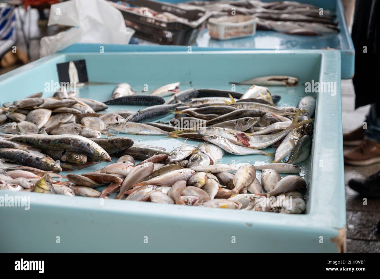 Catch of the day for sale on daily fish market in old port of Marseille ...