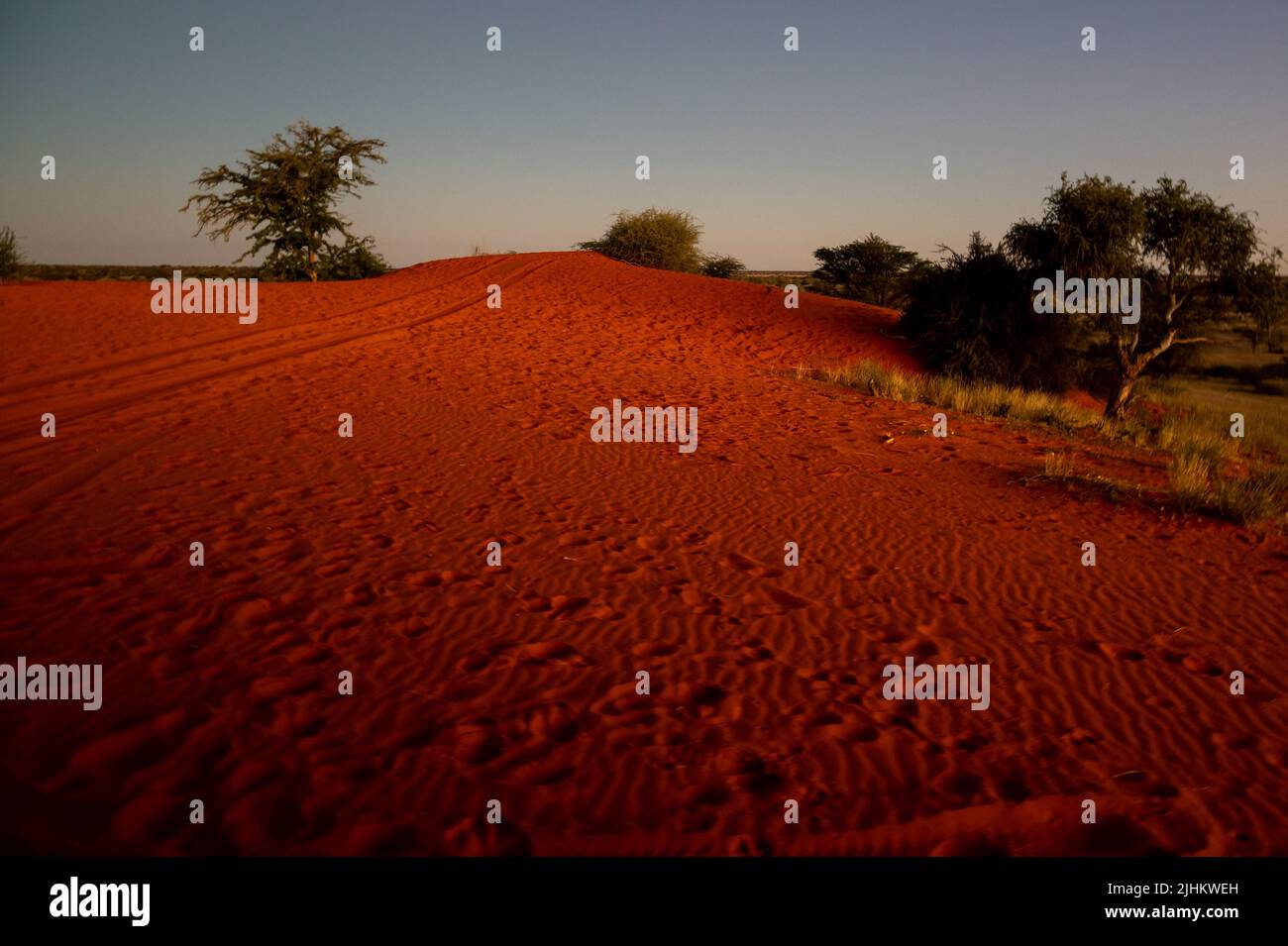 Beautiful landscape in Kalahari with big red dune and bright colours at ...