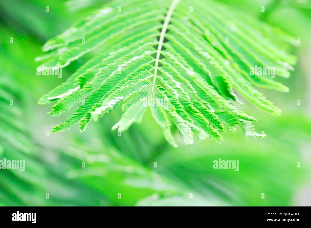 Senegalia pennata or Acacia Insuavis, Acacia pennata Willd or ...