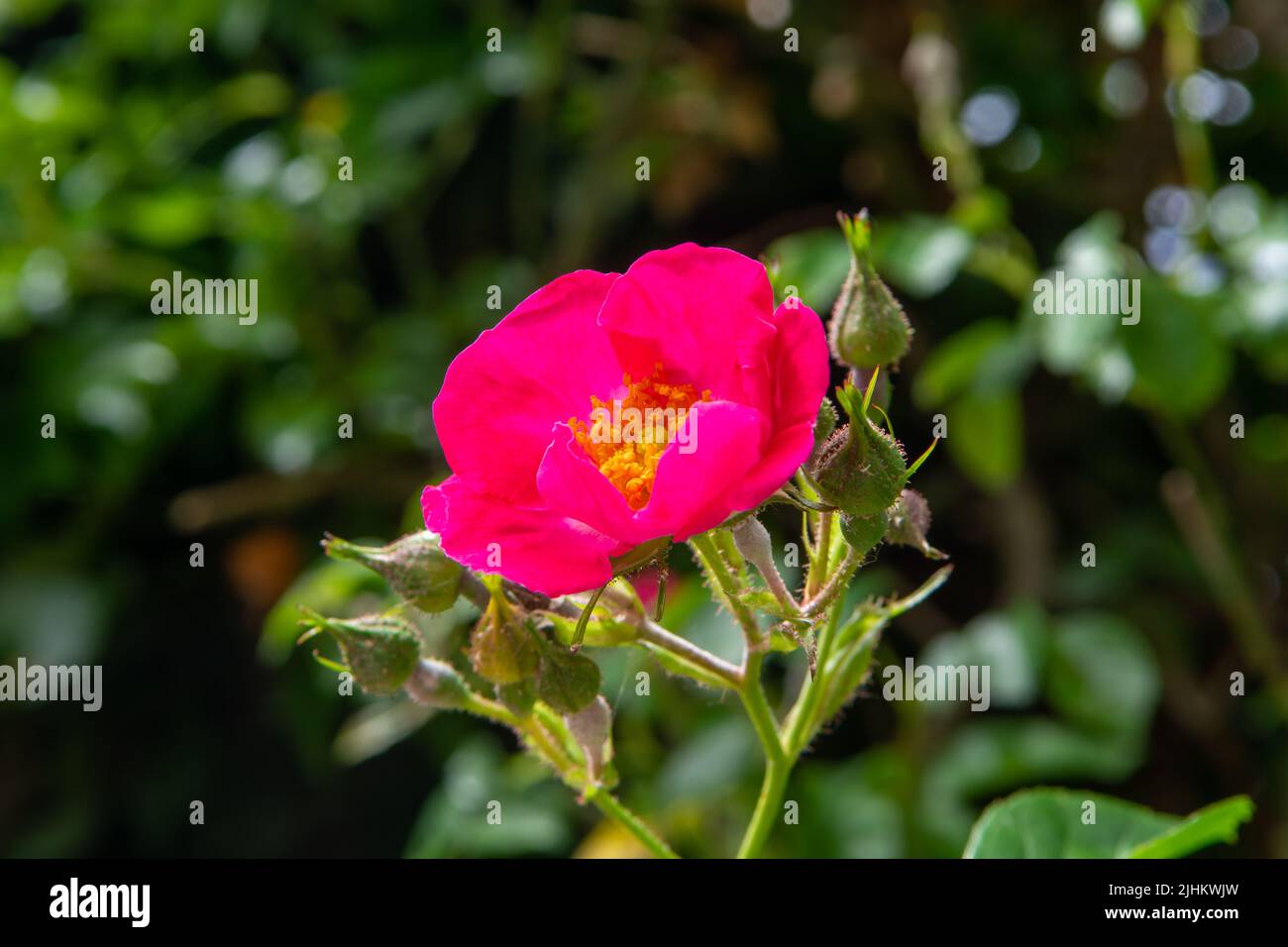Summer blossom of fragrant colorful roses flowers on narrow streets of ...