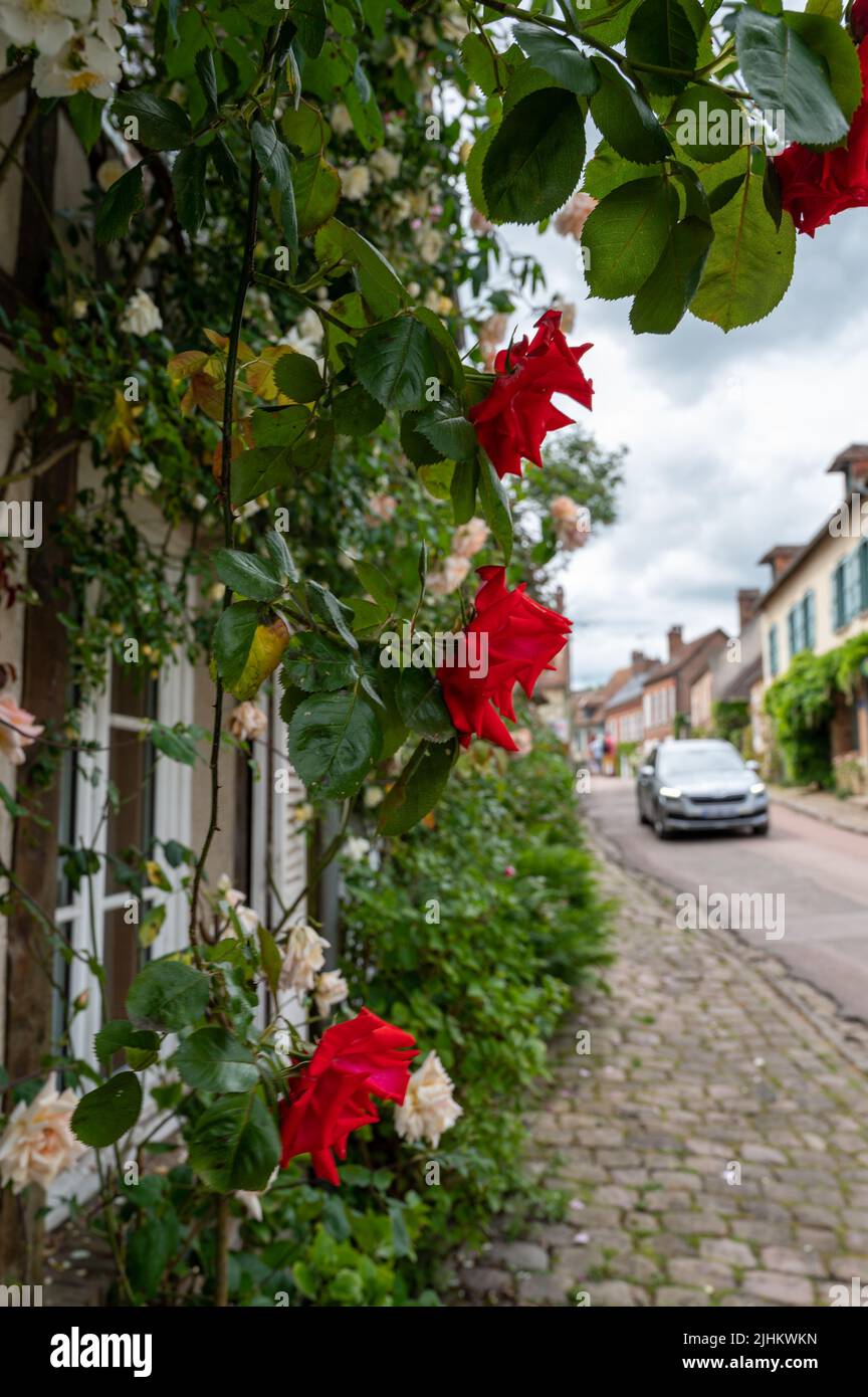 Summer blossom of fragrant colorful roses flowers on narrow streets of ...