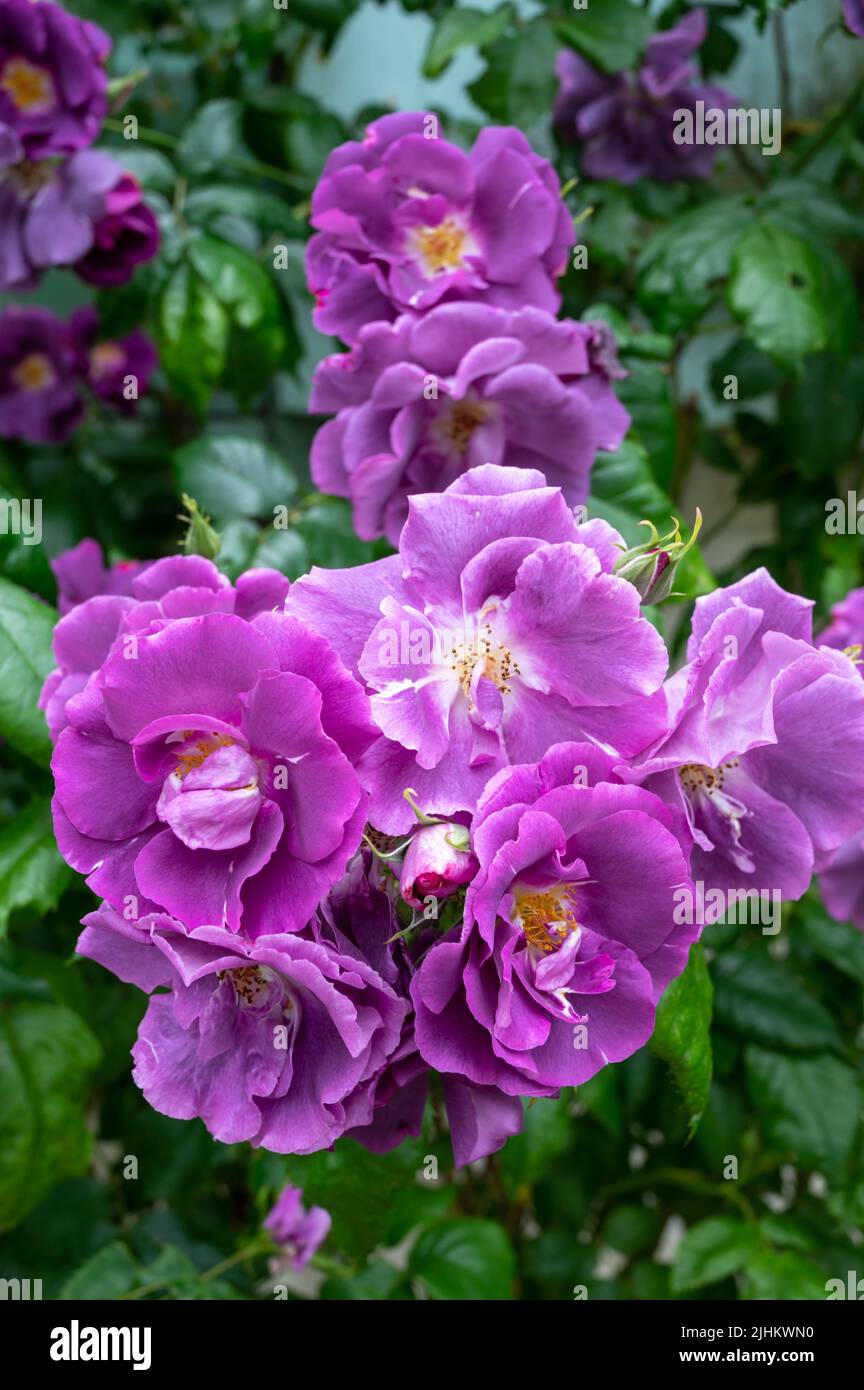 Summer blossom of fragrant colorful roses flowers on narrow streets of ...