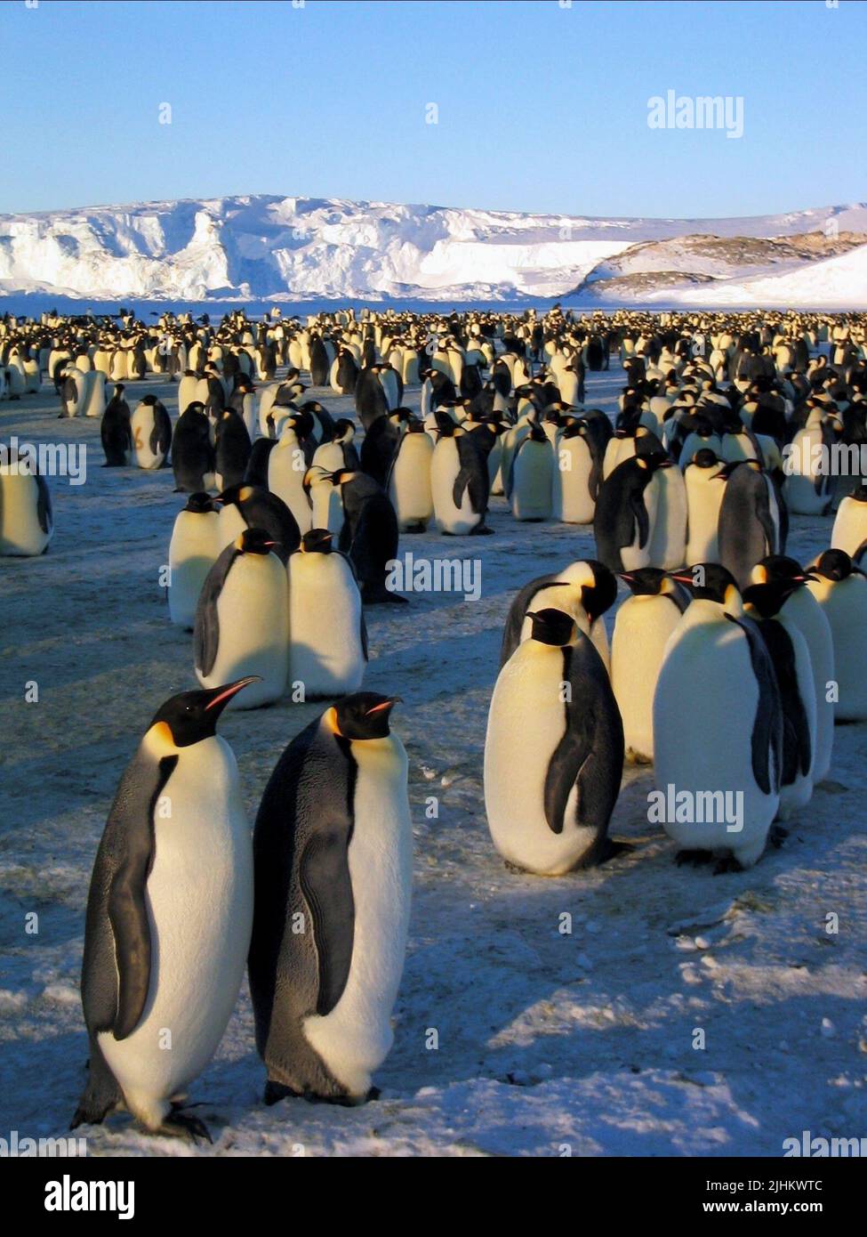 March of the penguins hi-res stock photography and images - Alamy