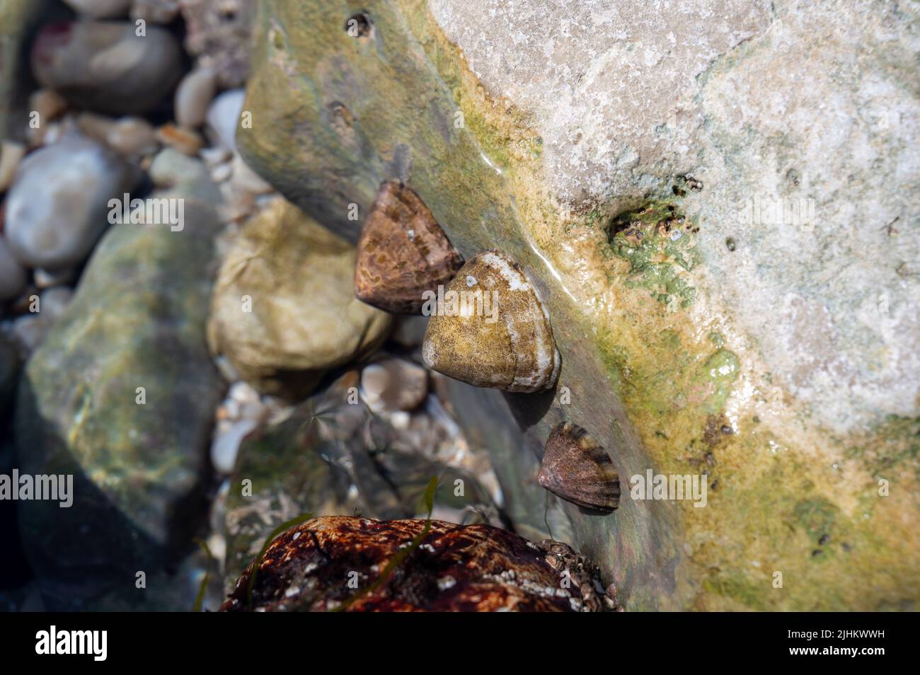 Edible sea water molluscs Patella caerulea, species of limpet in family ...