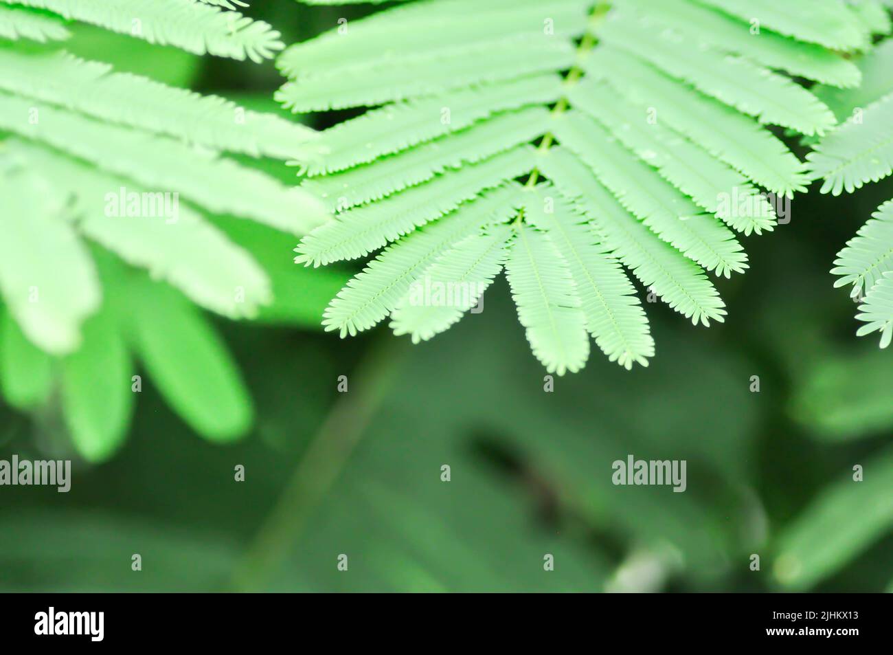 Senegalia hi-res stock photography and images - Alamy