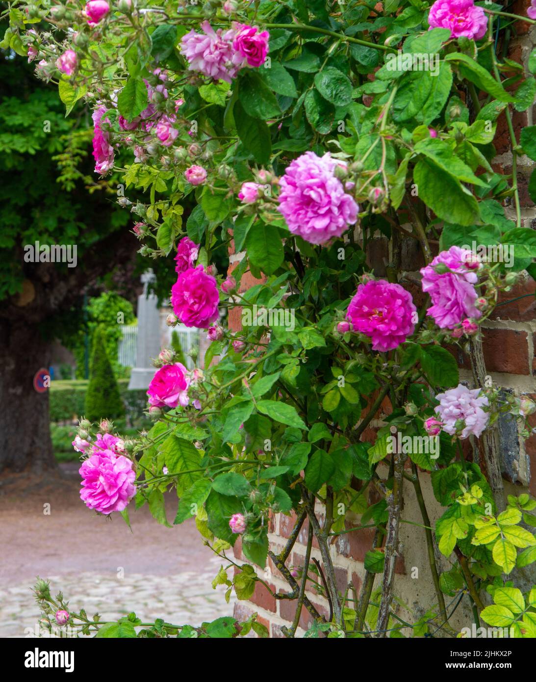 Summer blossom of fragrant colorful roses flowers on narrow streets of ...