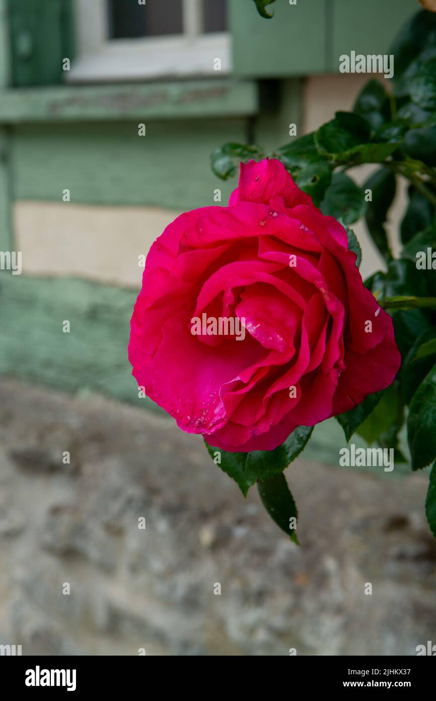 Summer blossom of fragrant colorful roses flowers on narrow streets of ...