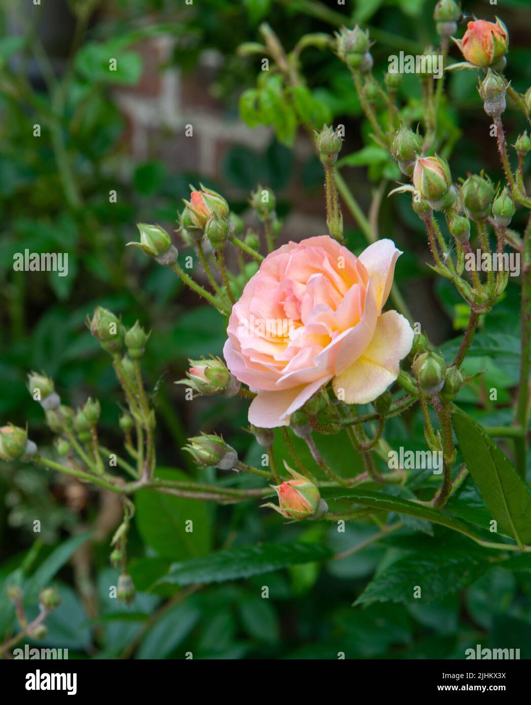 Summer blossom of fragrant colorful roses flowers on narrow streets of ...