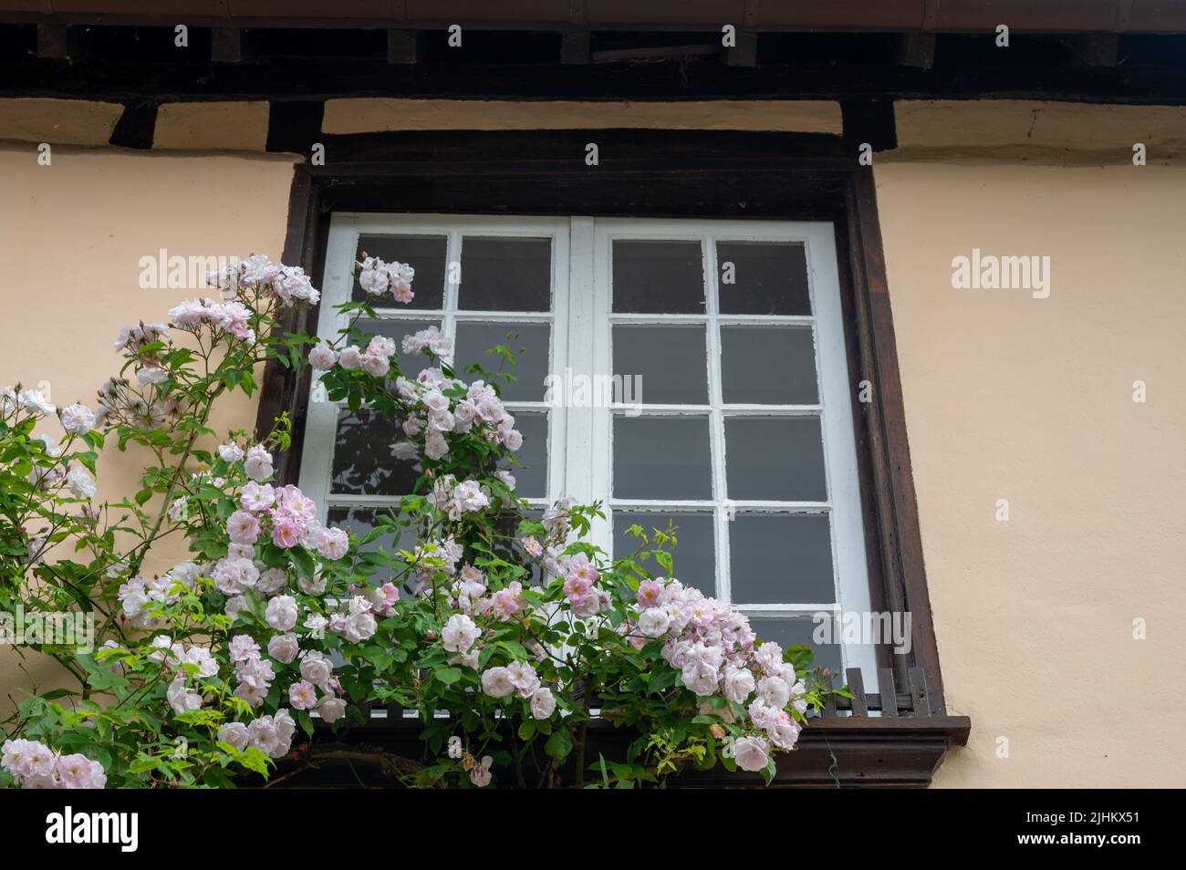 Summer blossom of fragrant colorful roses flowers on narrow streets of ...