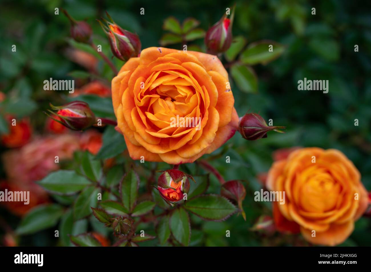Summer blossom of fragrant colorful roses flowers on narrow streets of ...