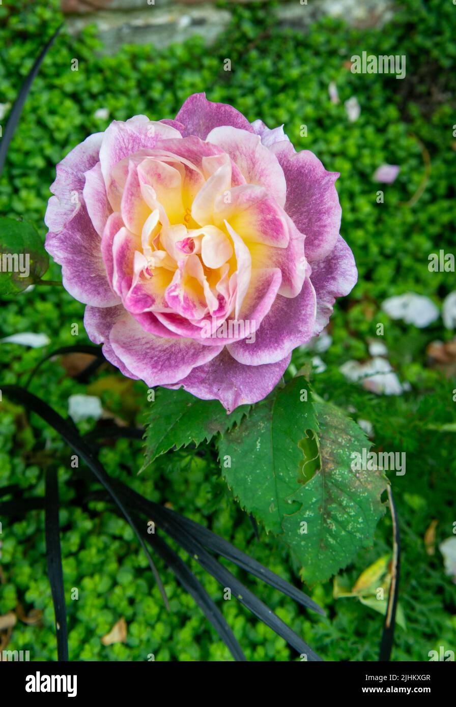 Summer blossom of fragrant colorful roses flowers on narrow streets of ...