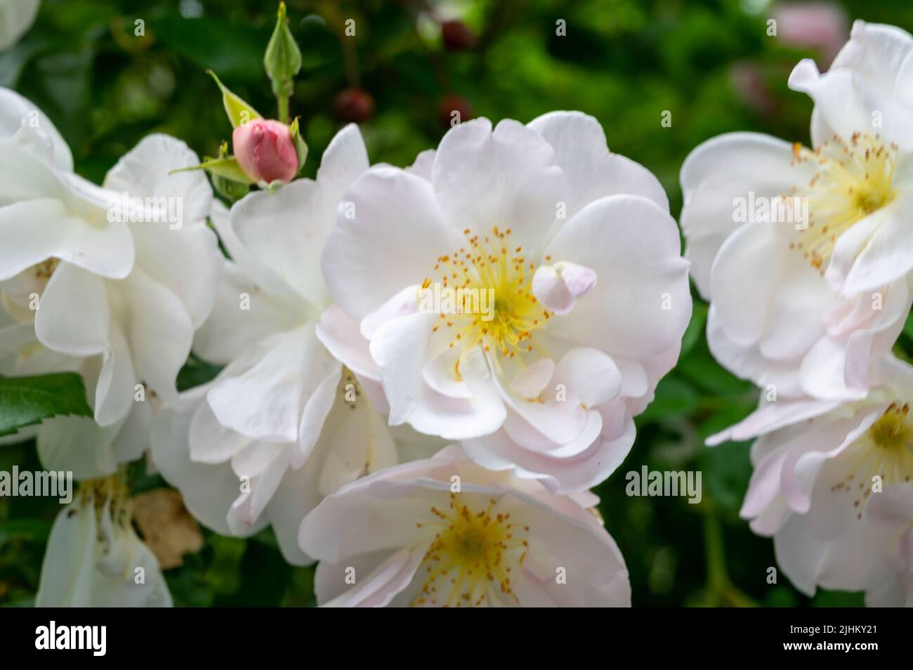 Summer blossom of fragrant colorful roses flowers on narrow streets of ...