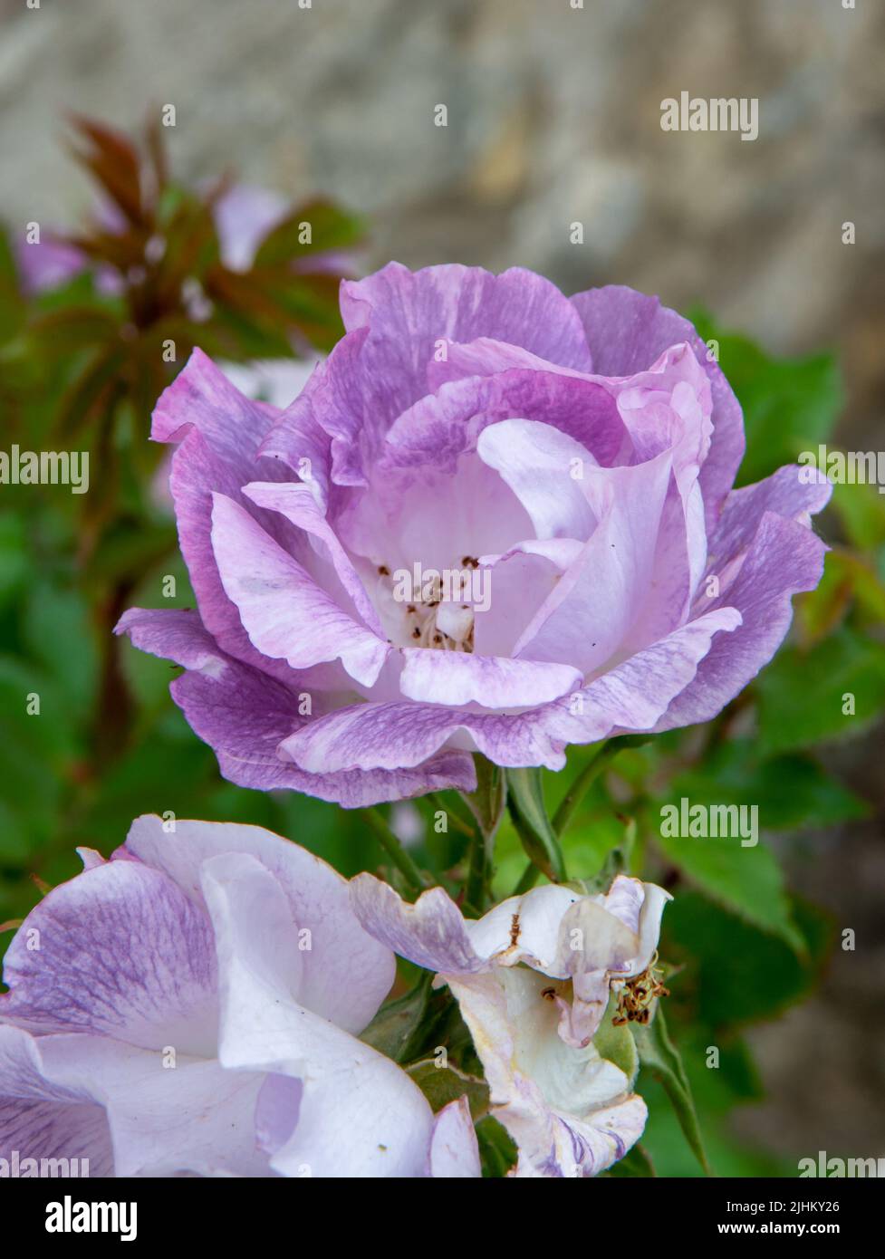 Summer blossom of fragrant colorful roses flowers on narrow streets of ...