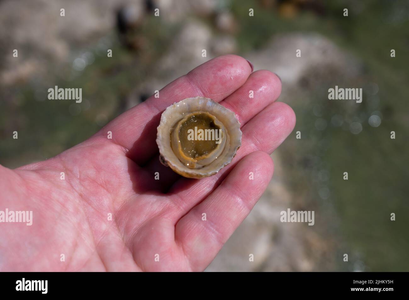 Edible sea water molluscs Patella caerulea, species of limpet in family ...