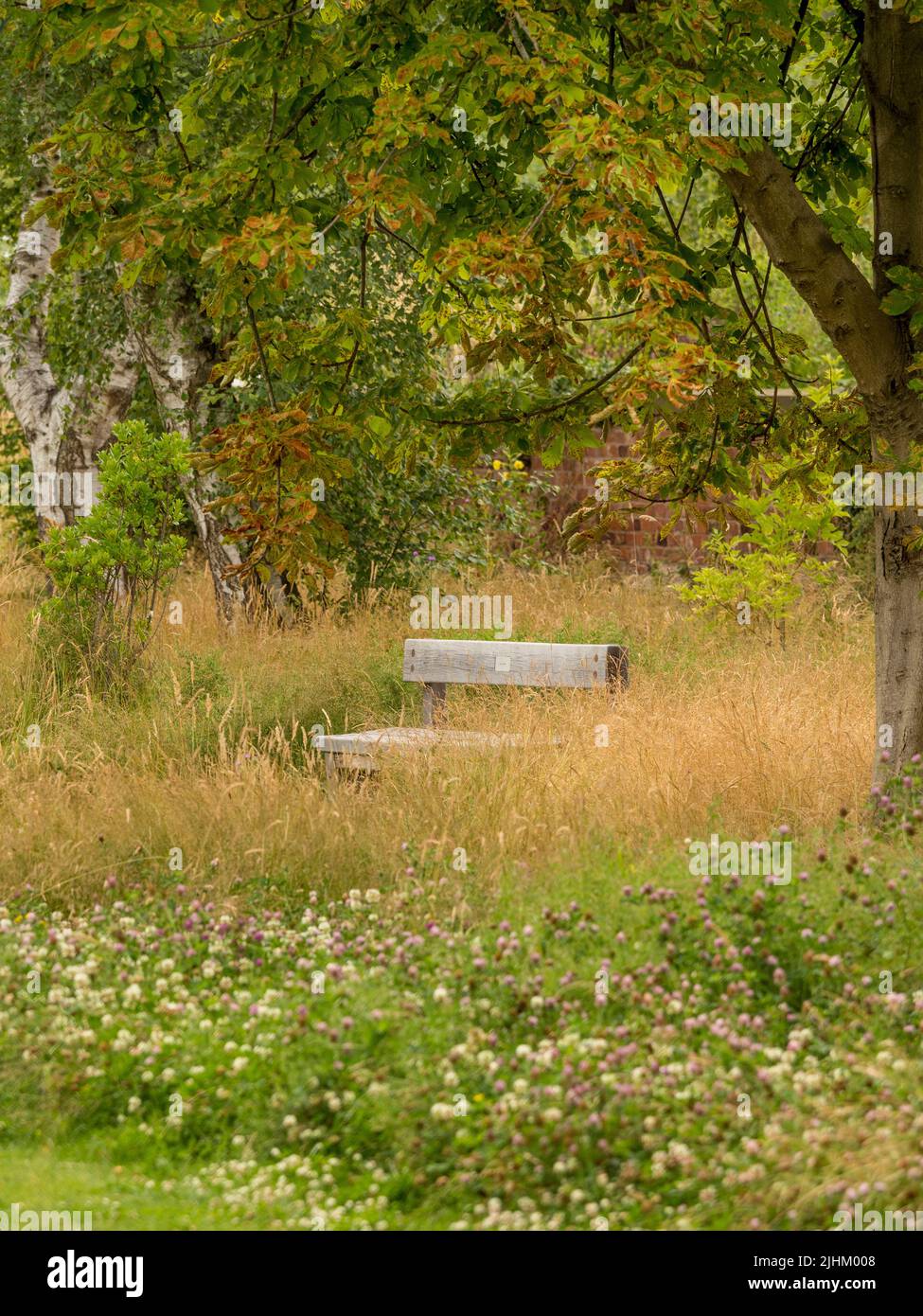 Wooden bench under a tree in a rewilded clover meadow at RHS ...
