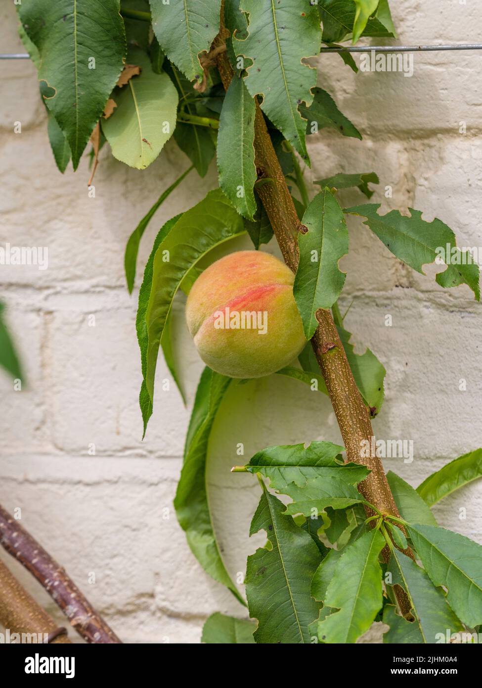 Fan-trained peach (Prunus persica 'Peregrine') growing against a wall ...