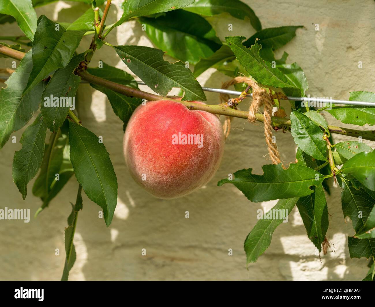 Fan-trained peach (Prunus persica 'Peregrine') growing against a wall ...