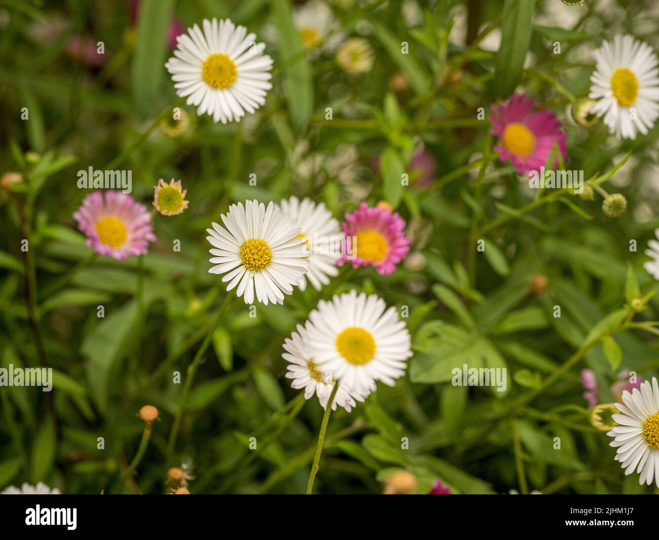Pink and white daisy flowers of Erigeron karvinskianus also known as ...