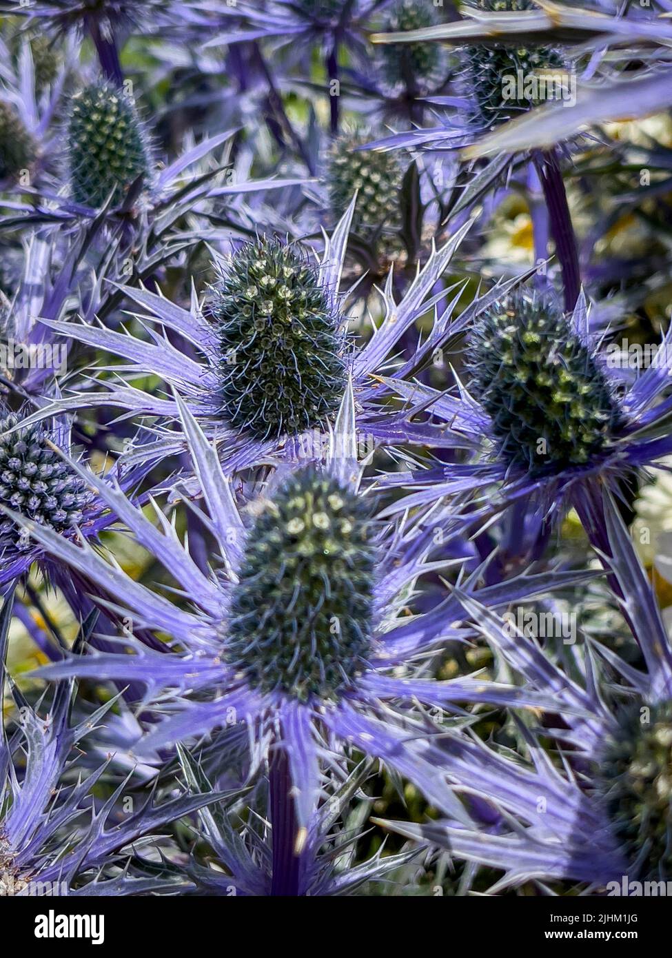 Blue spiky flowers hi-res stock photography and images - Alamy