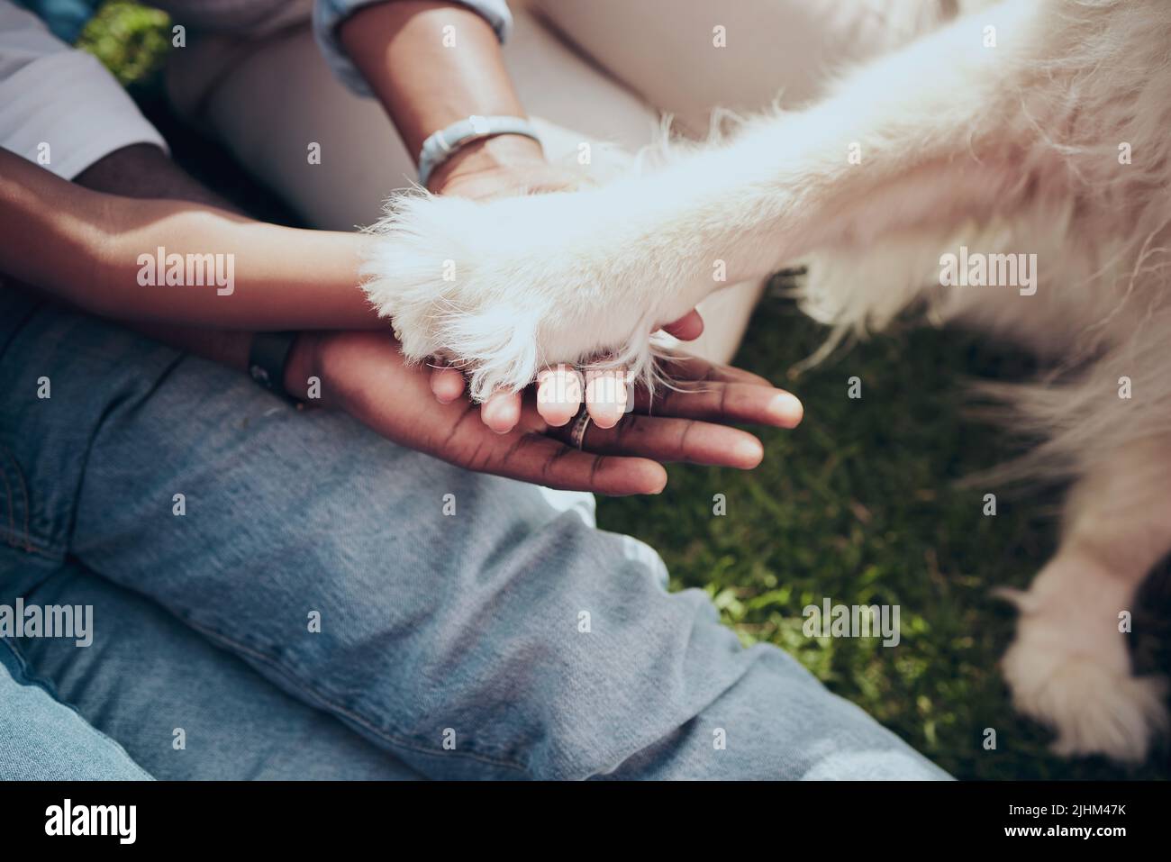 Our little squad. a family stacking hands with their dog outside Stock ...