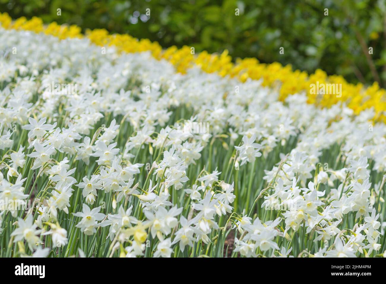 Blooming white and yellow daffodils (also known as jonquils and ...