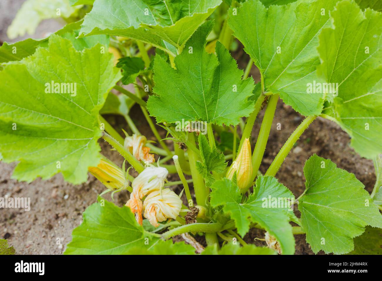Zucchini yellow flowers and green vegetable in garden. Gardening ...
