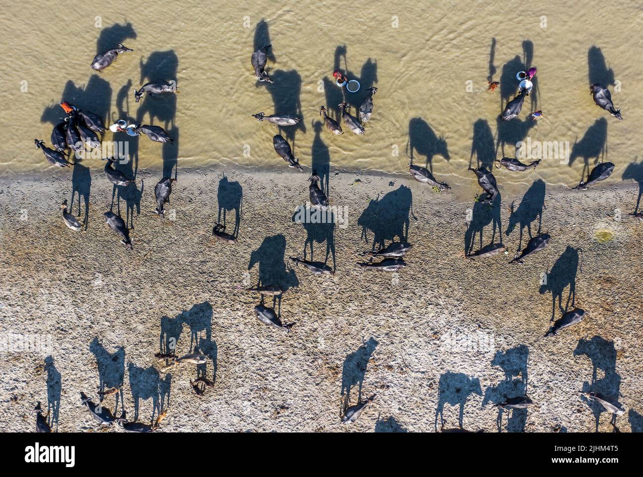 Water buffalos are herding riverside and bathing in river water Stock ...