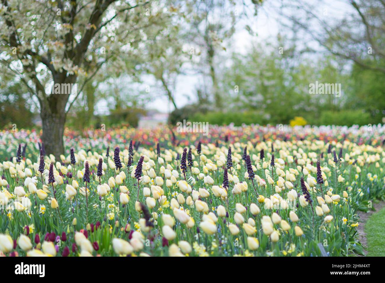Yellow tulips and other colorful flowers in a park background ...