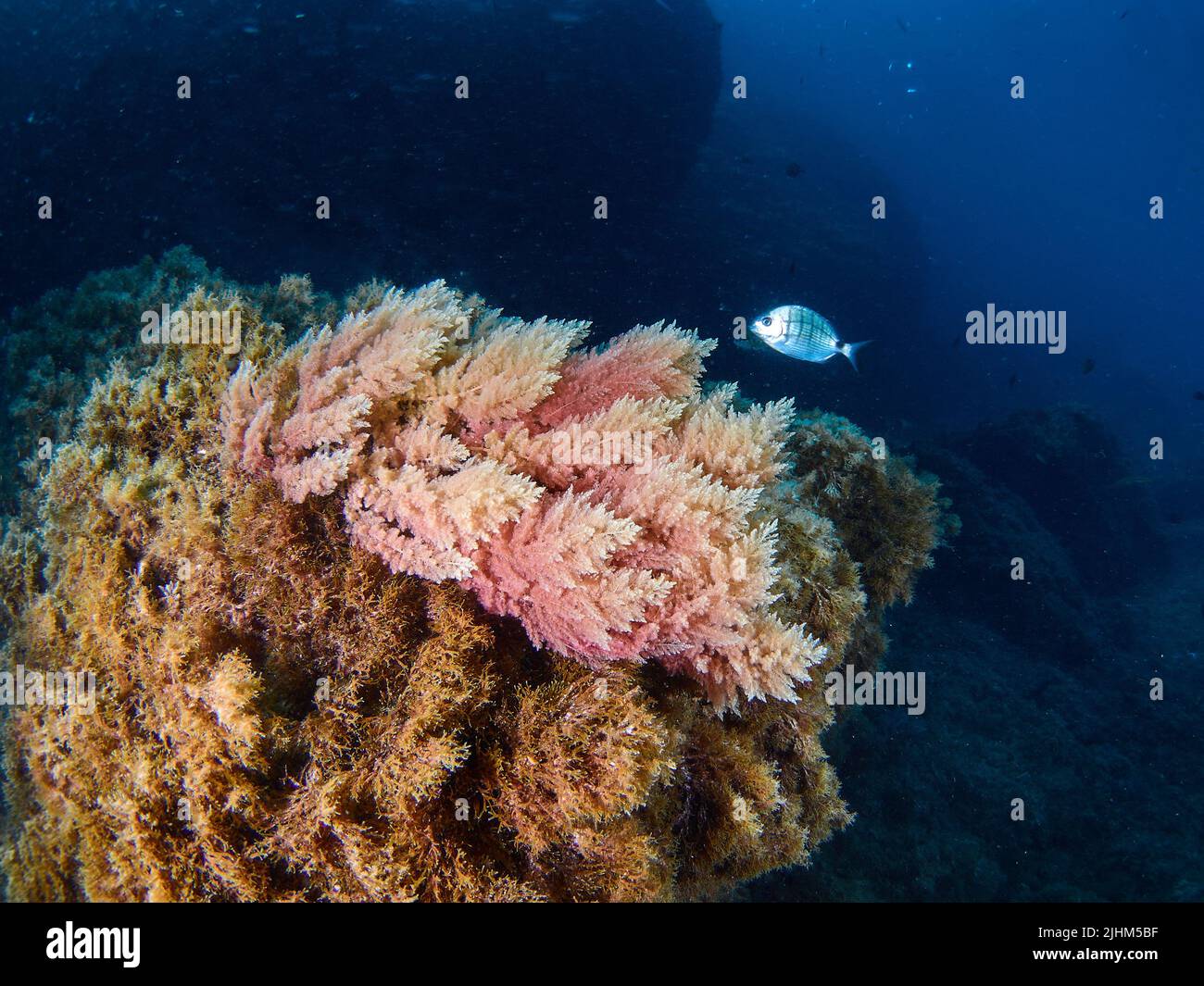 In just a few years the invasive algae Asparagopsis armata has ...