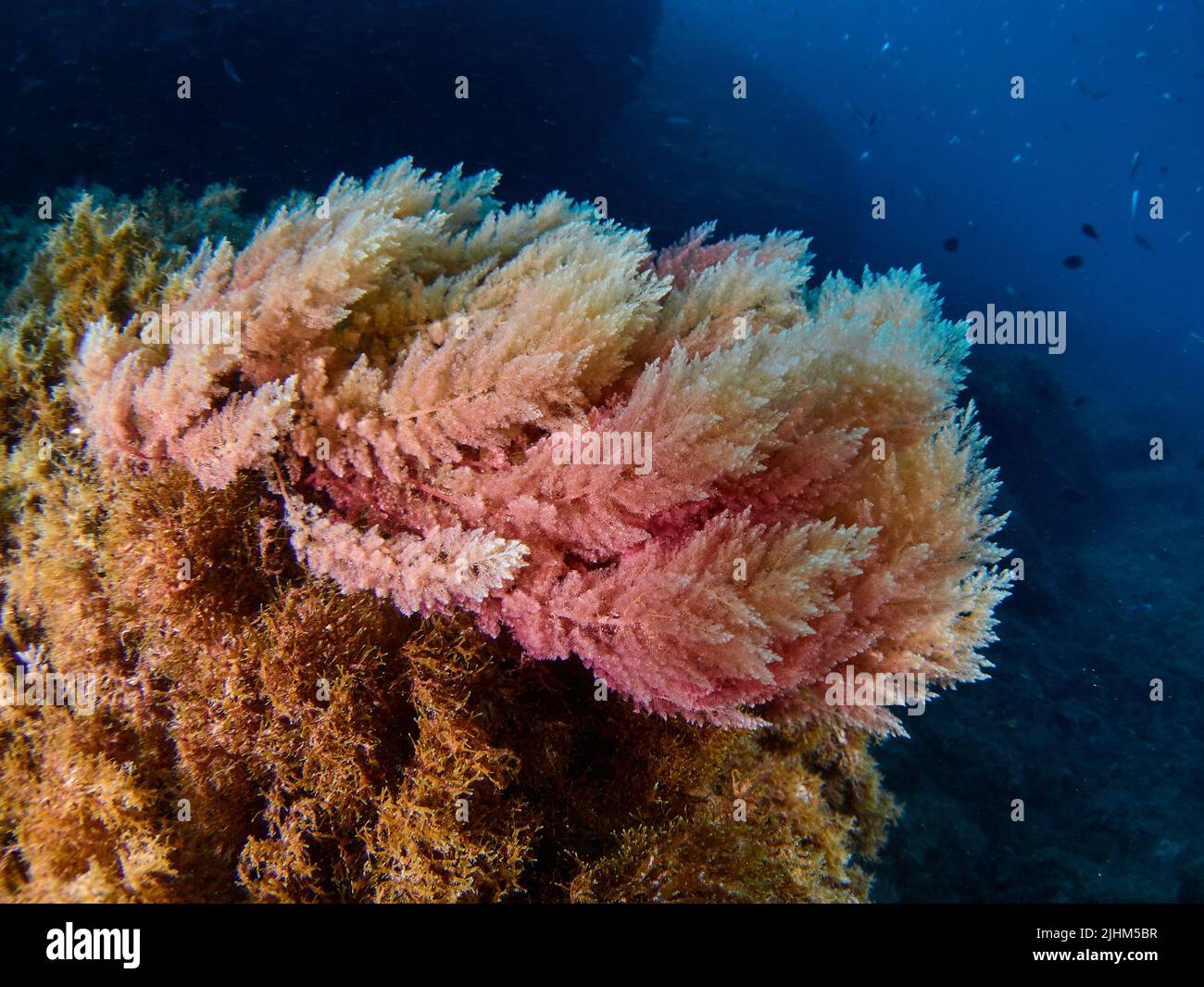 In just a few years the invasive algae Asparagopsis armata has ...