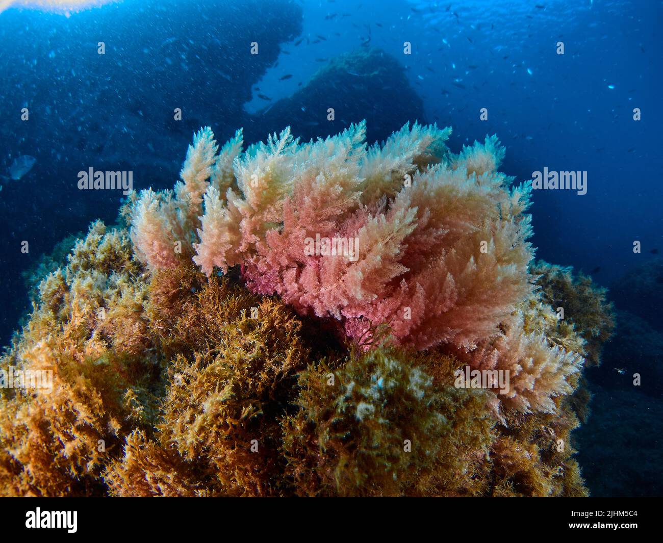 In just a few years the invasive algae Asparagopsis armata has ...