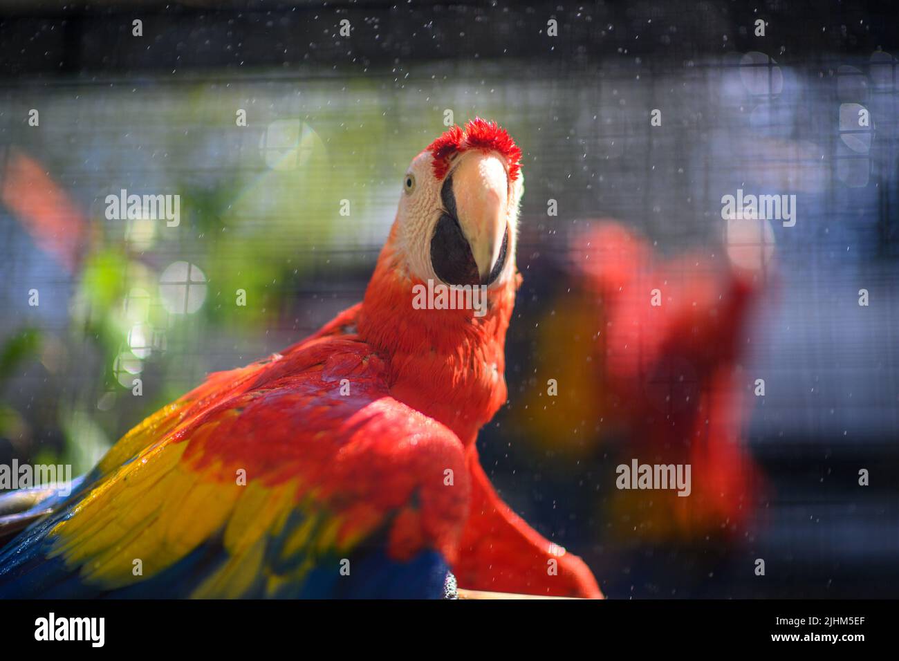 Magdeburg, Germany. 19th July, 2022. A bright red macaw sits wet ...